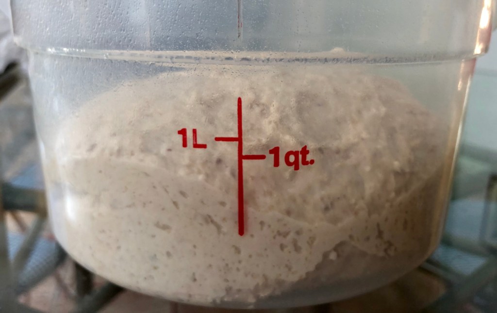 SENFBROT – MUSTARD CHEESE BREAD – Brot & Bread